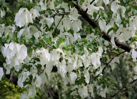 Dawidia chińska - Drzewka, krzewy, rośliny ogrodowe - Ogród i działka ...